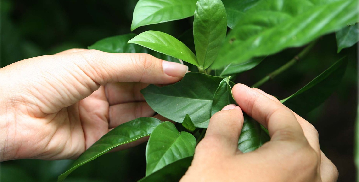 Home UDV - Centro Espírita Beneficente União do Vegetal