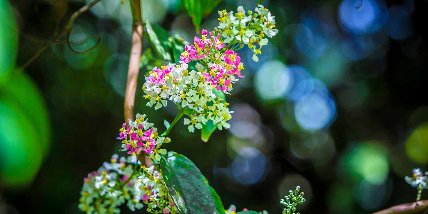 Home UDV - Centro Espírita Beneficente União do Vegetal