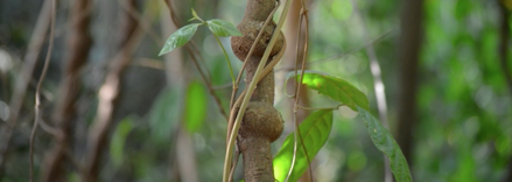 II Conferência Mundial da Ayahuasca: Centros tradicionalistas fazem ...